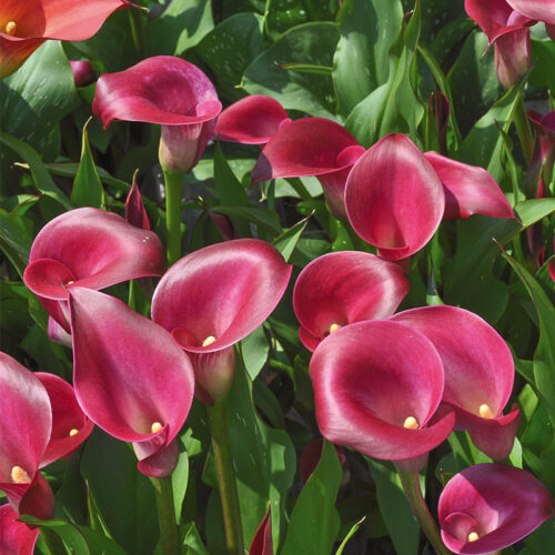 Arum Pink Persuasion - Ernest TURC