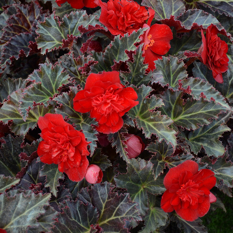 Bégonia multiflora la Suisse - Ernest TURC