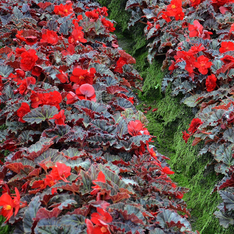 Bégonia multiflora la Suisse - Ernest TURC