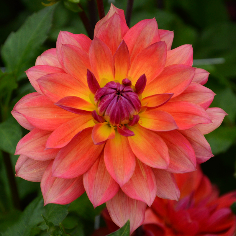 Dahlia Décoratif Nain Tricolor - Ernest TURC