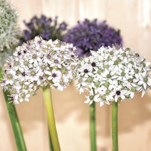 Allium Silver Spring - Ernest TURC