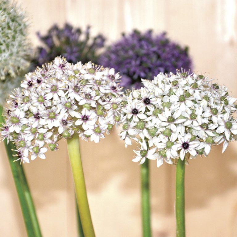Allium Silver Spring - Ernest TURC