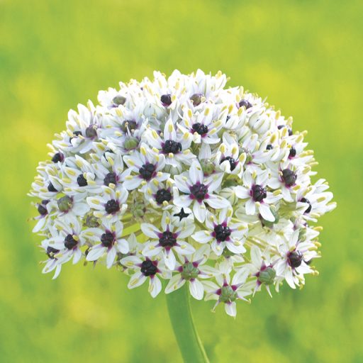 Allium Silver Spring - Ernest TURC