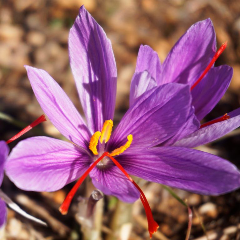 Crocus sativus Safran - Bulbes Safran - Ernest TURC