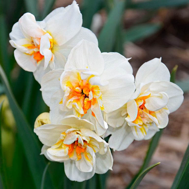 Narcisse Pluriflore Sir Winston Churchill "Fleurs de France" - Ernest TURC