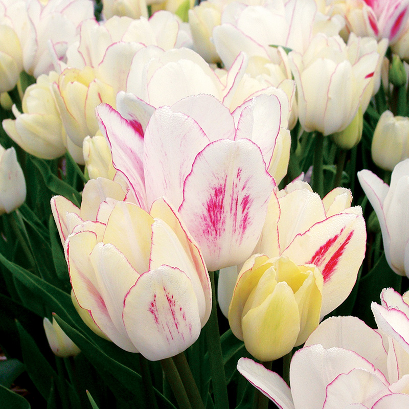 Tulipe Pluriflore Candy Club - Ernest TURC