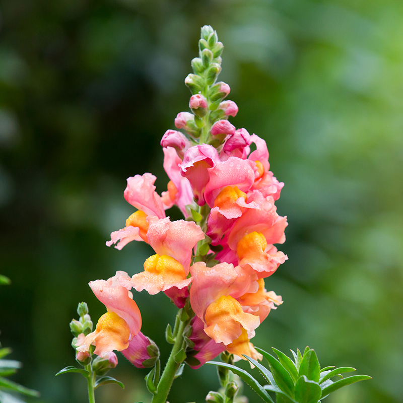 Muflier Orange Wonder - Ernest TURC