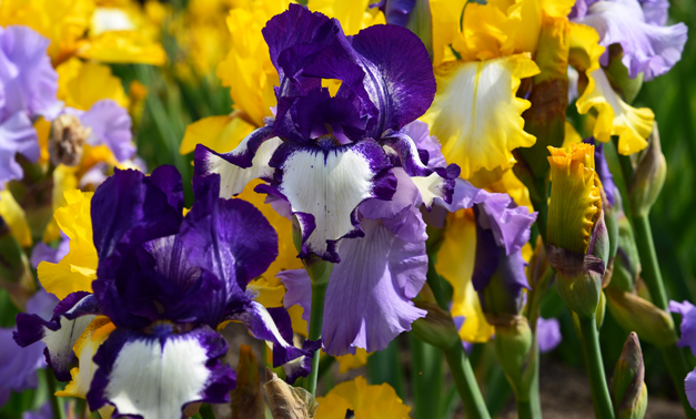 Comment planter avec succès des iris germanica ? - Ernest TURC