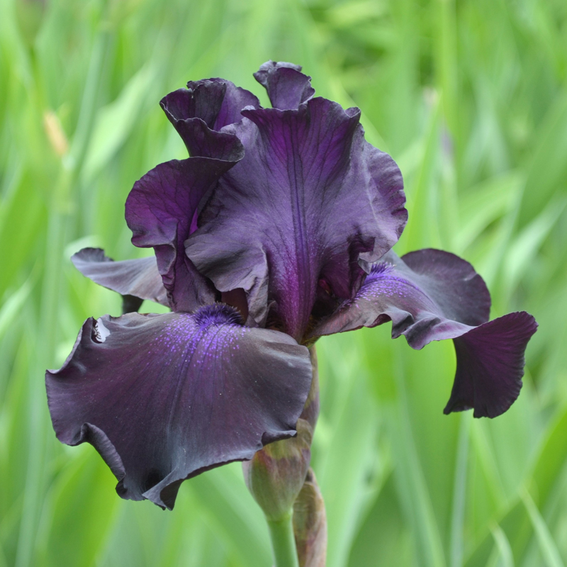 Iris germanica Black Night - Ernest TURC