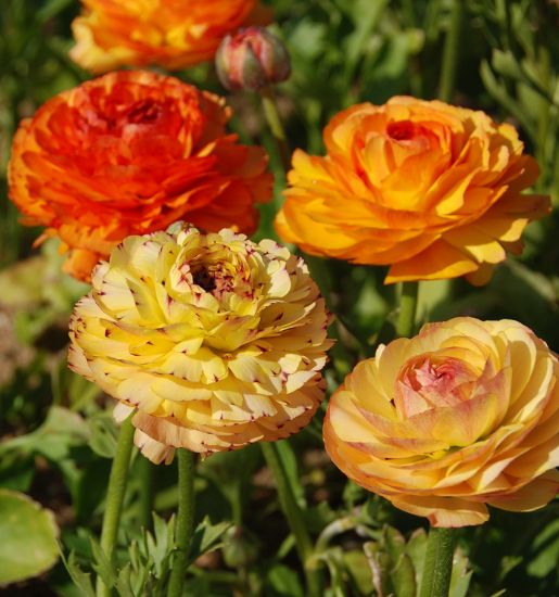 Renoncules - Ernest TURC